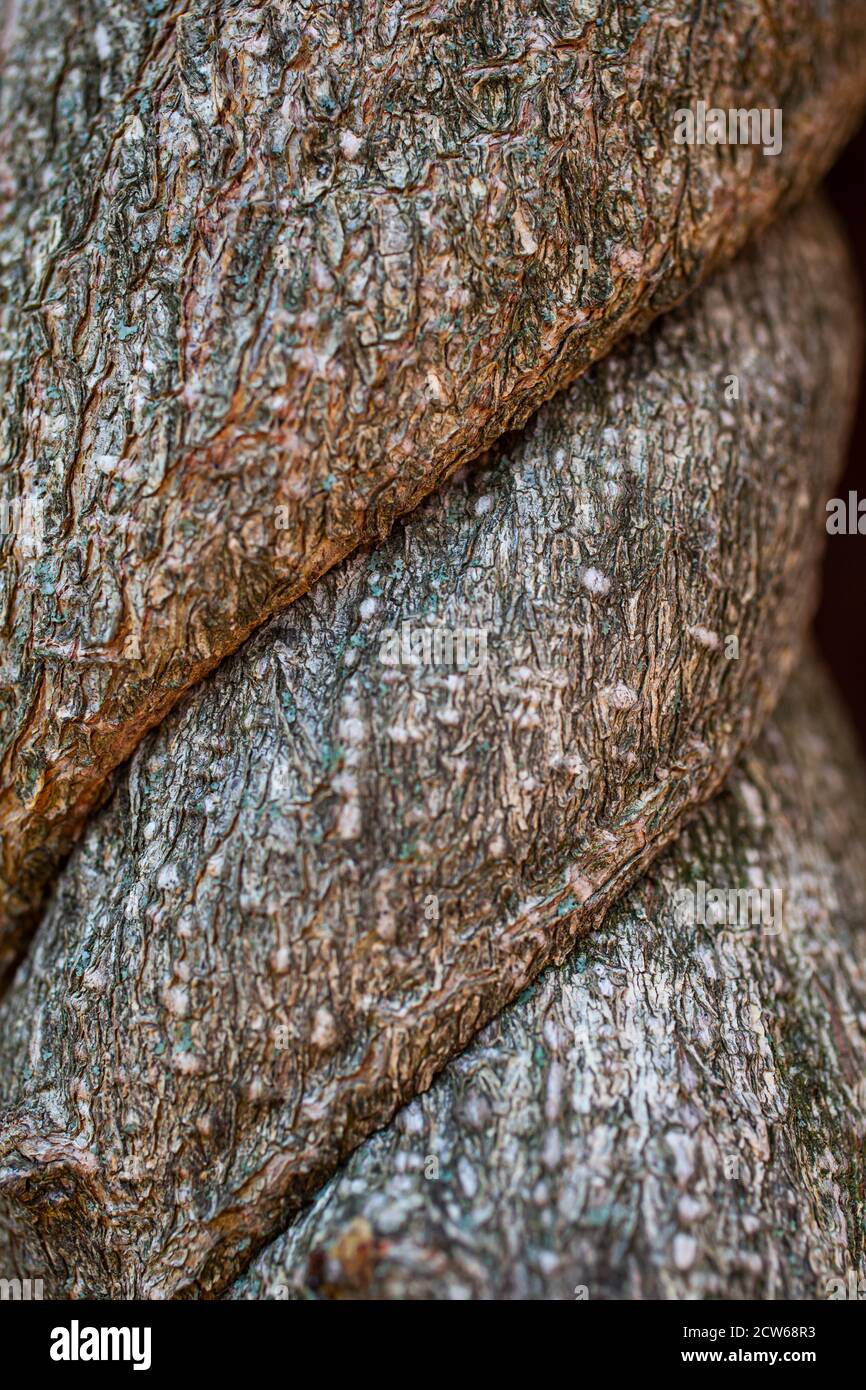 Wisteria pattern hi-res stock photography and images - Alamy