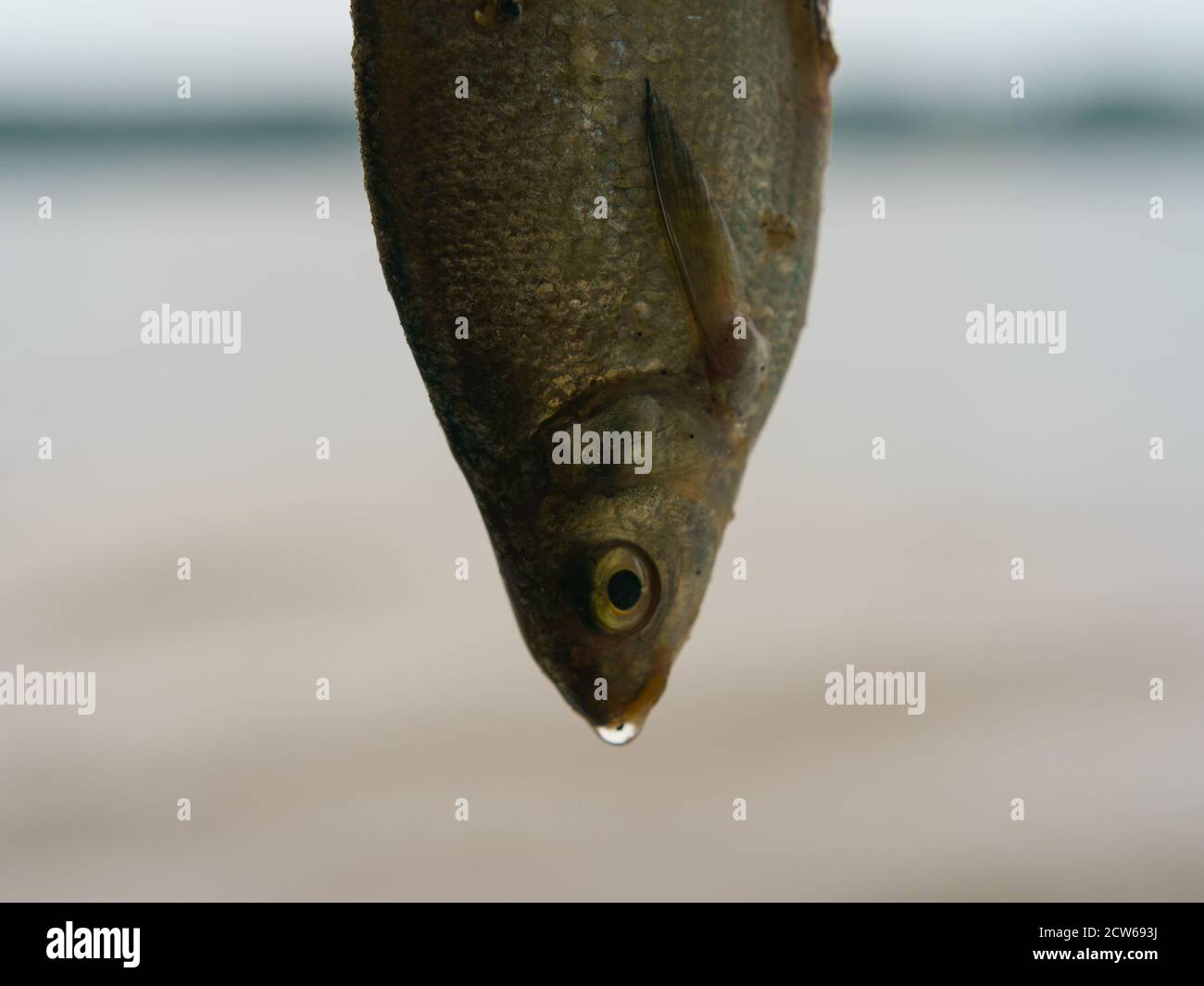 Poaching of fish hi-res stock photography and images - Alamy