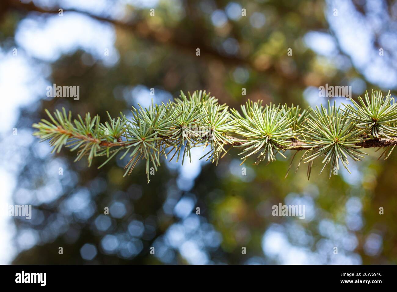 Branchlet hi-res stock photography and images - Alamy