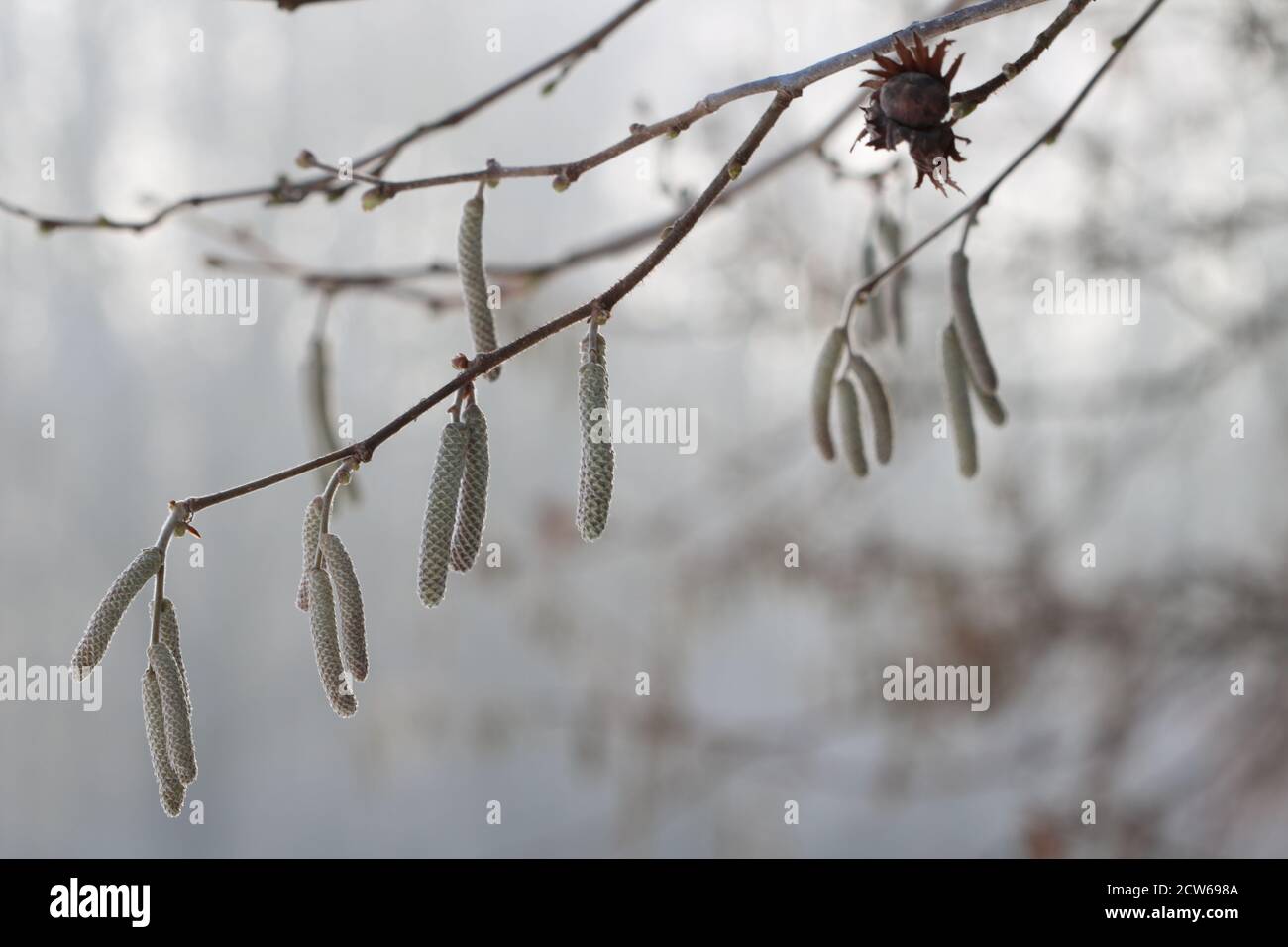 Hazel Bush High Resolution Stock Photography and Images - Alamy