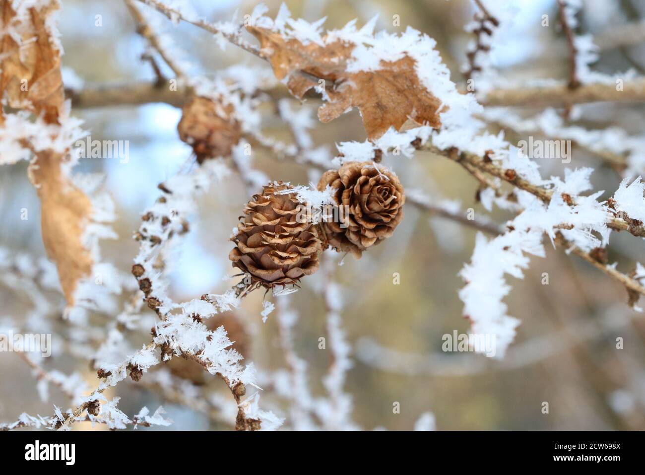 Larch tree forest snow hi-res stock photography and images - Alamy