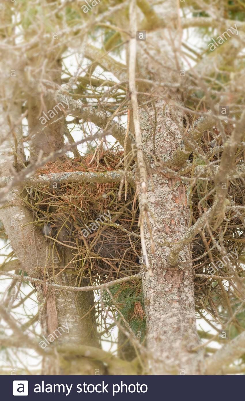 Squirrel Nest High Resolution Stock Photography and Images - Alamy