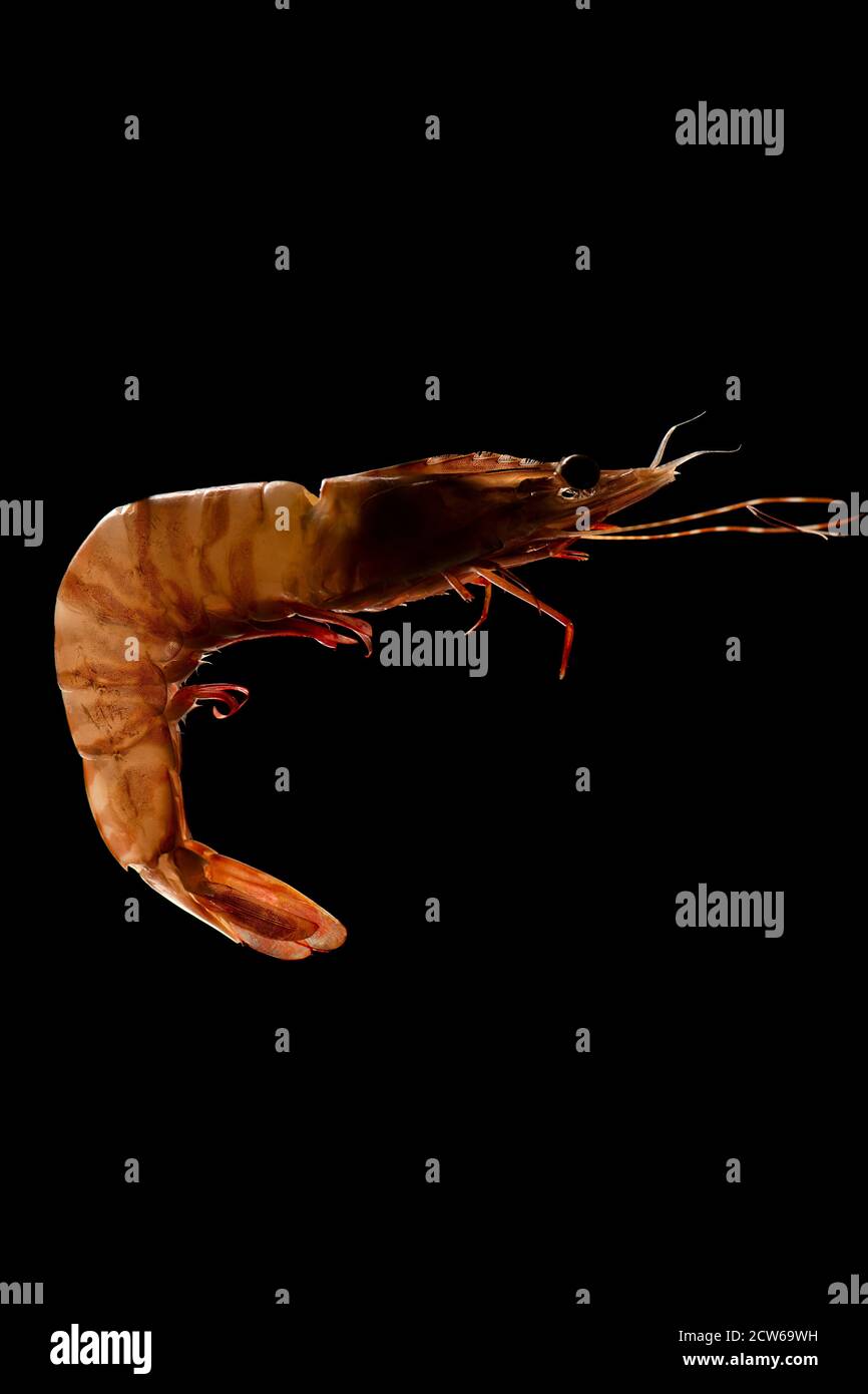 Australian Tiger Prawn. Detailed closeup macro seafood background Stock ...