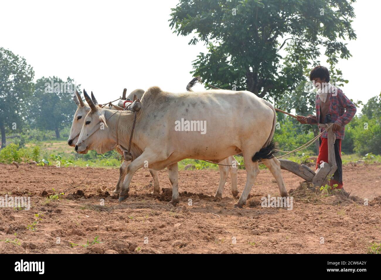 Indian farming hi-res stock photography and images - Alamy