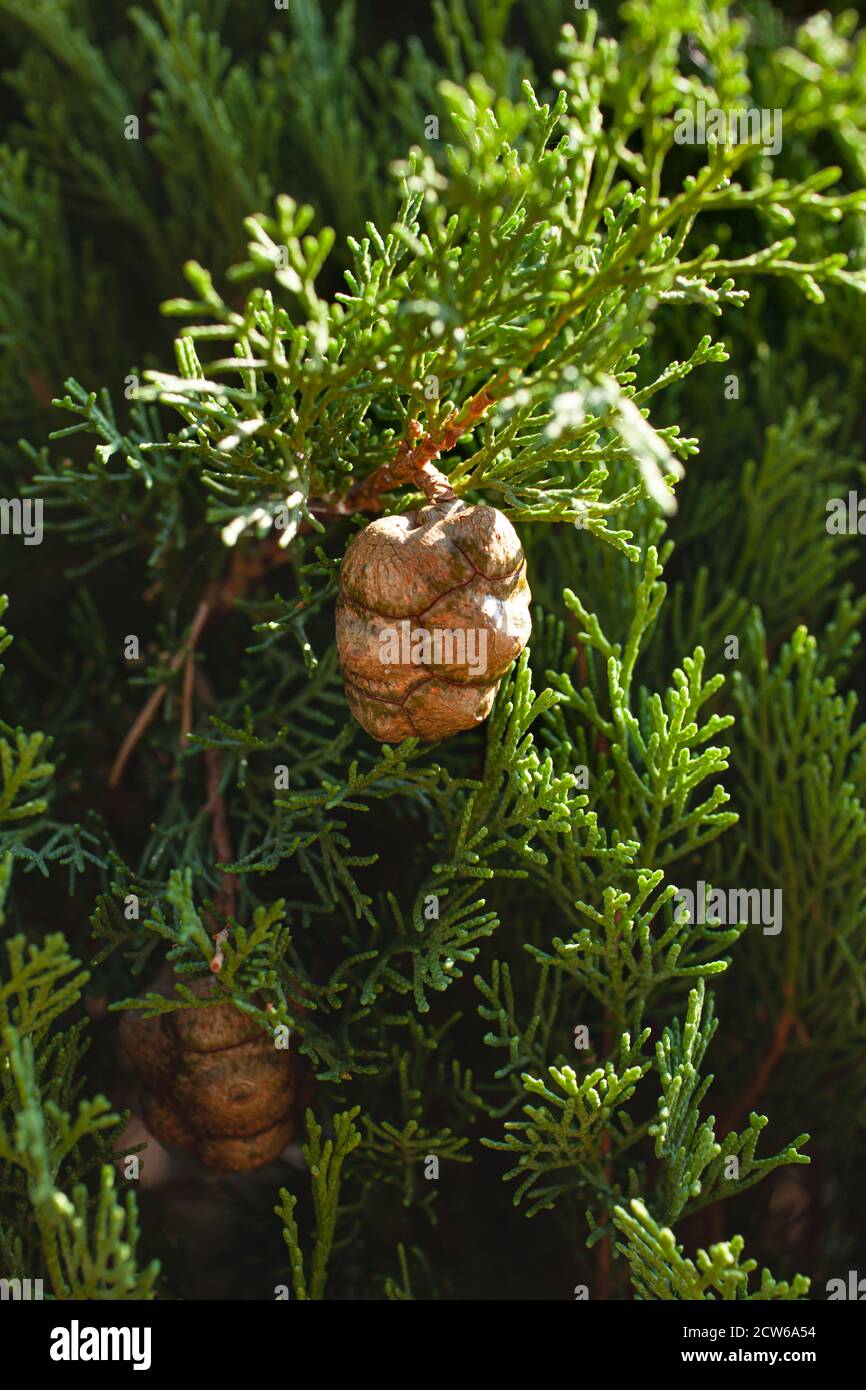 Cypress fruits hi-res stock photography and images - Alamy