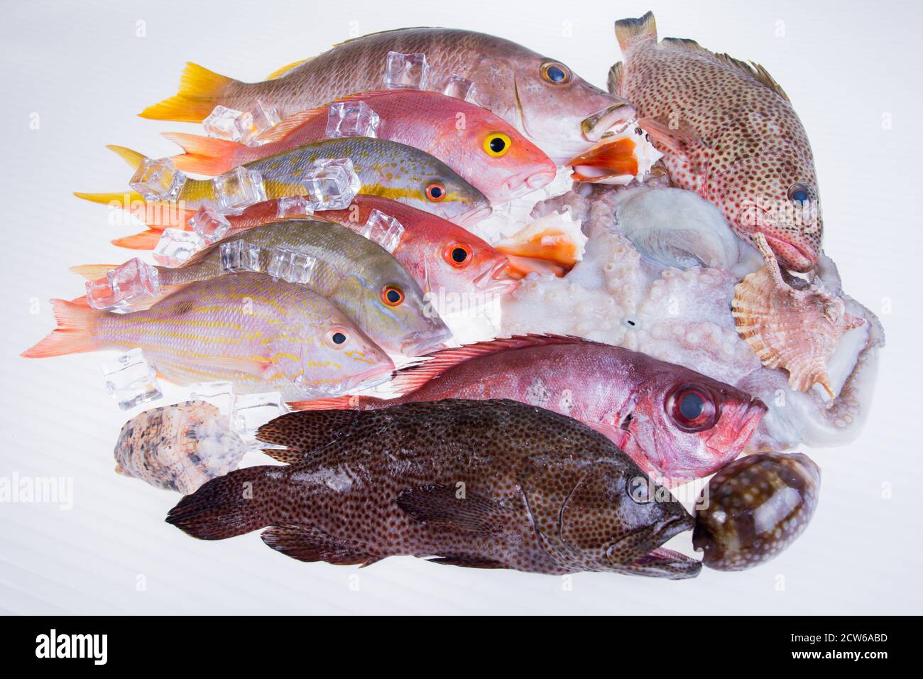 Seafood isolated on white hi-res stock photography and images - Alamy
