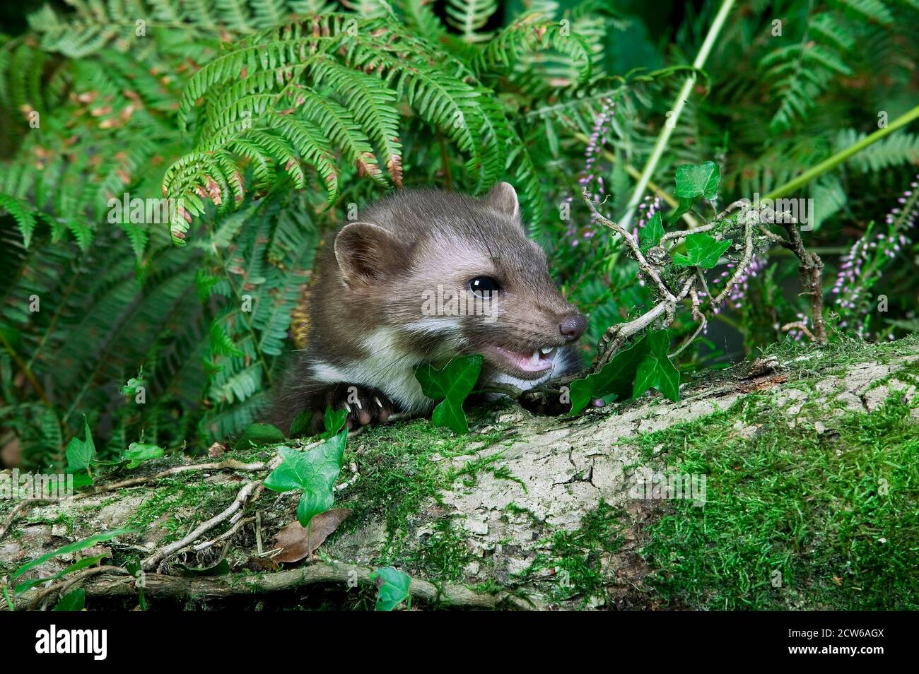 Stone Marten or Beech Marten, martes foina, Adult standing amongst ...