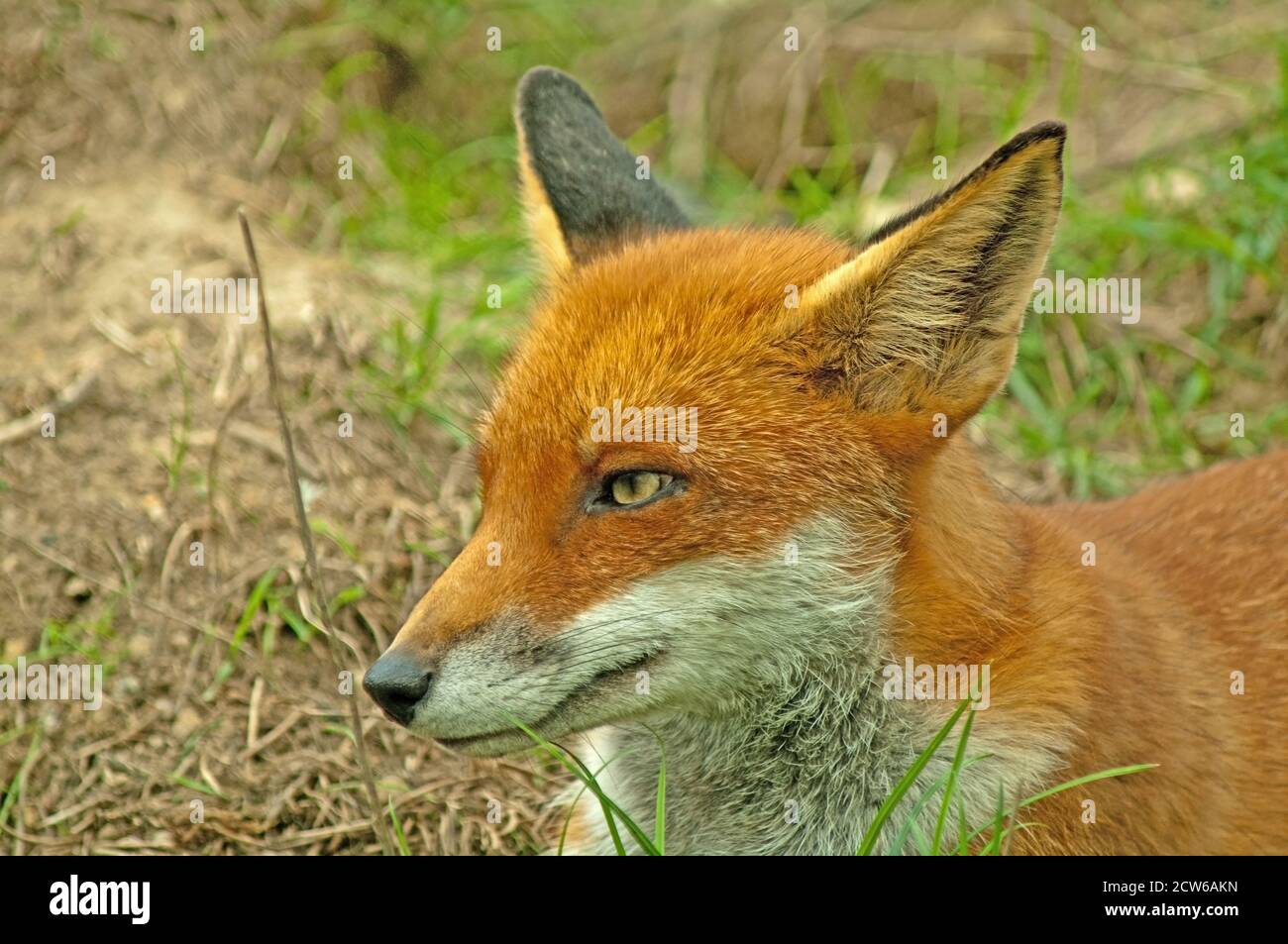 Red fox head uk hi-res stock photography and images - Alamy