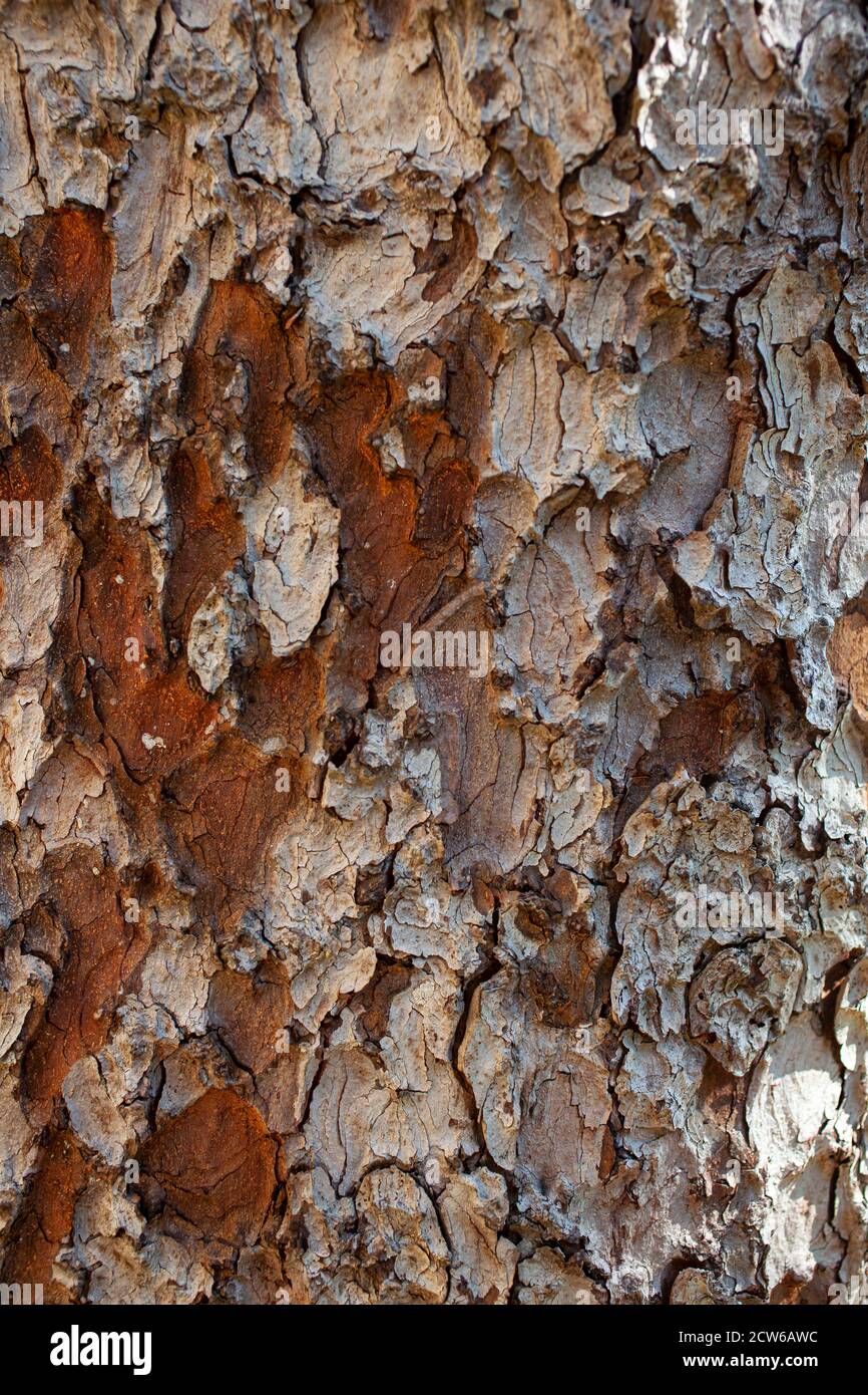 Close up of the tree bark Stock Photo - Alamy