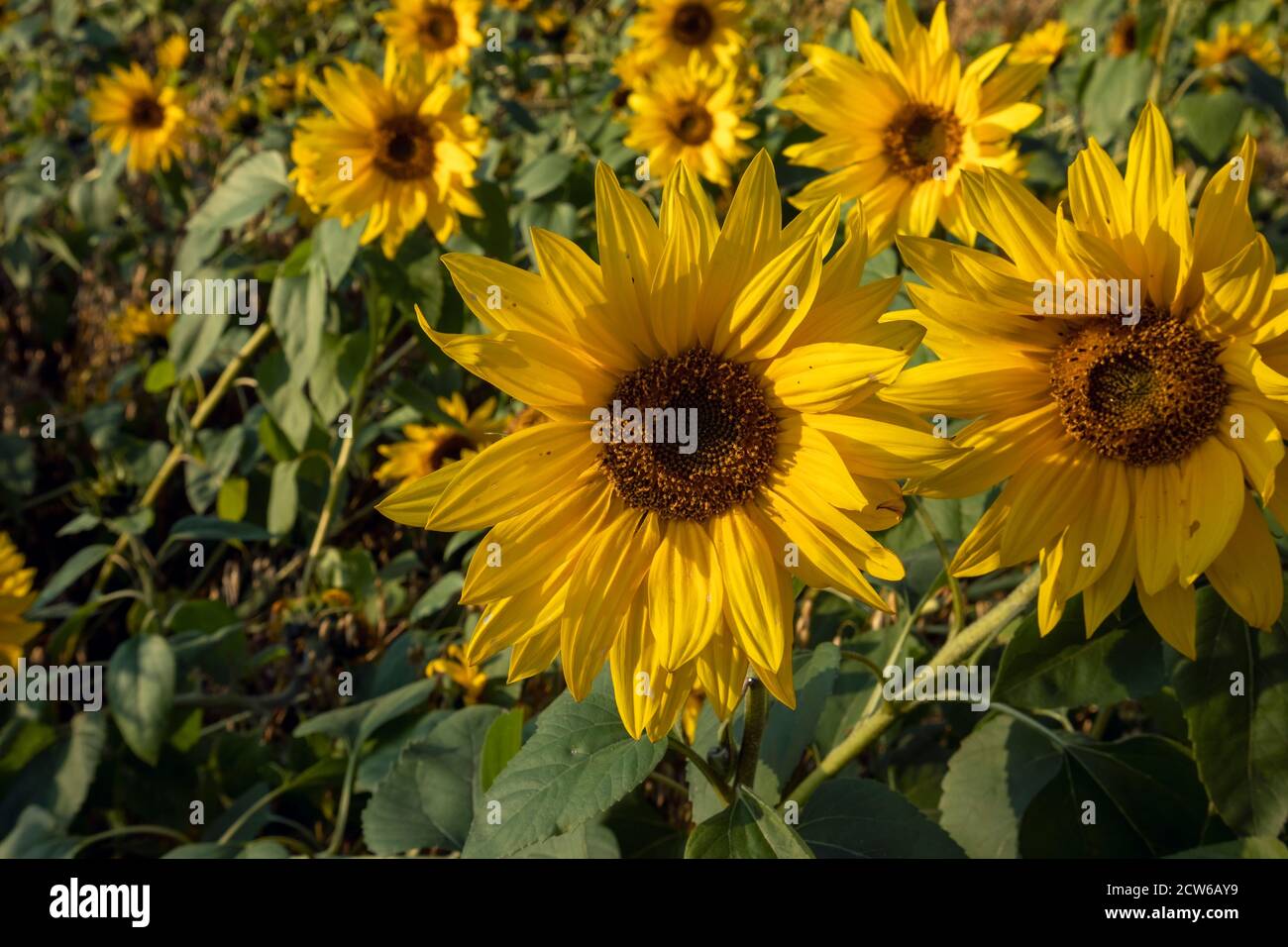 sunflower field at autumn Stock Photo - Alamy