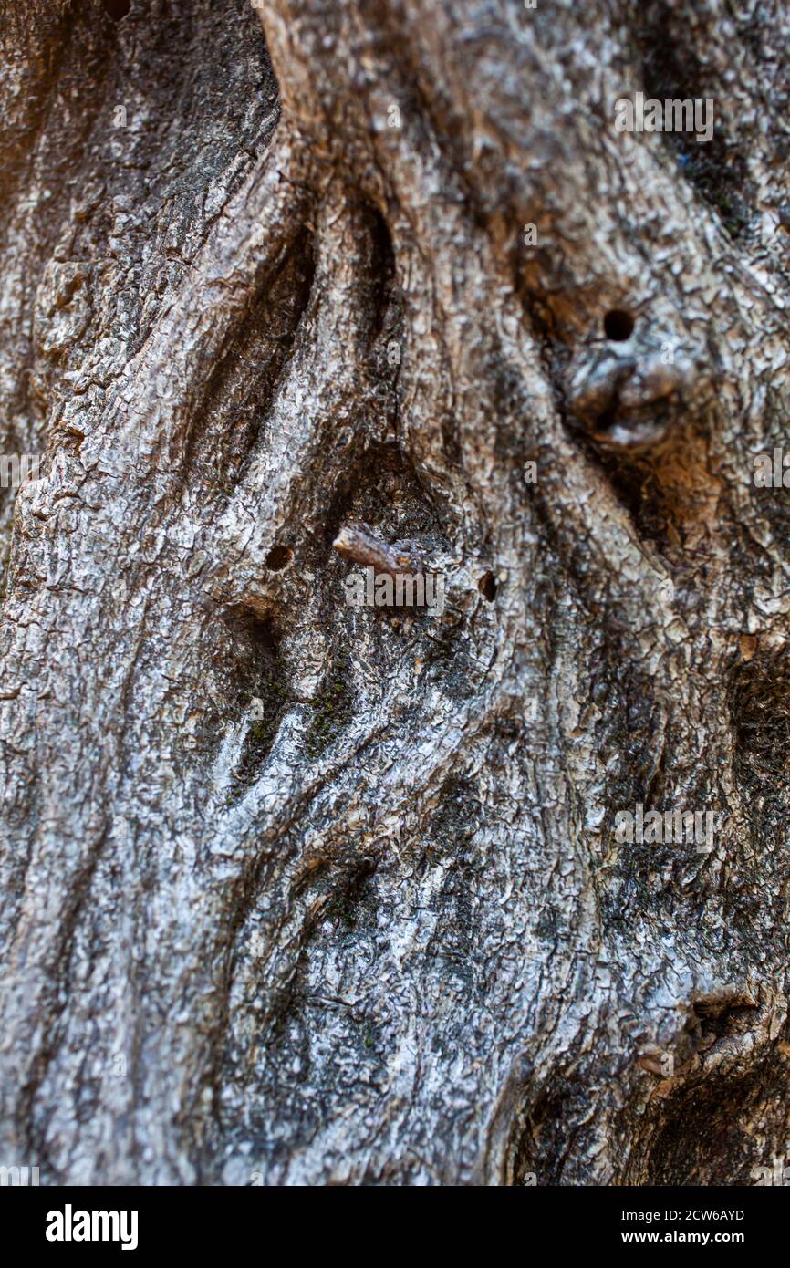 Bark botany hi-res stock photography and images - Alamy