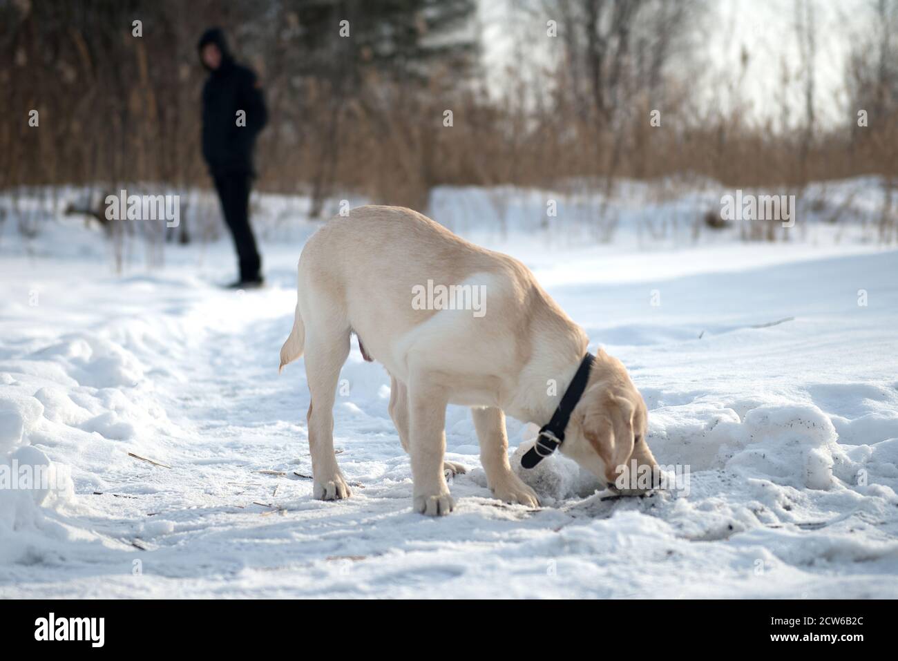 Dog Labrador. Labrador puppy in the snow. Winter Stock Photo - Alamy