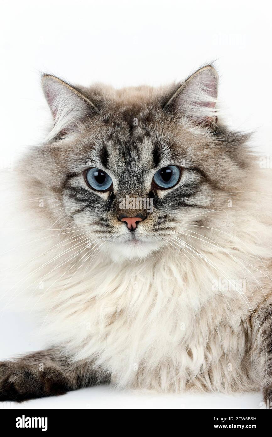 Seal Tabby Point Neva Masquerade Siberian Domestic Cat, Portrait of ...