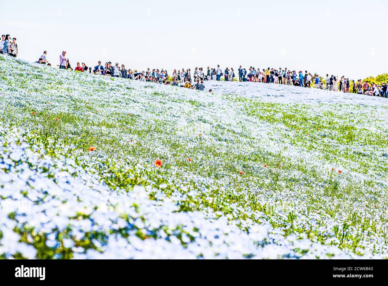 Fields of baby blue eyes in Hitachi Seaside Park, Japan Stock Photo - Alamy