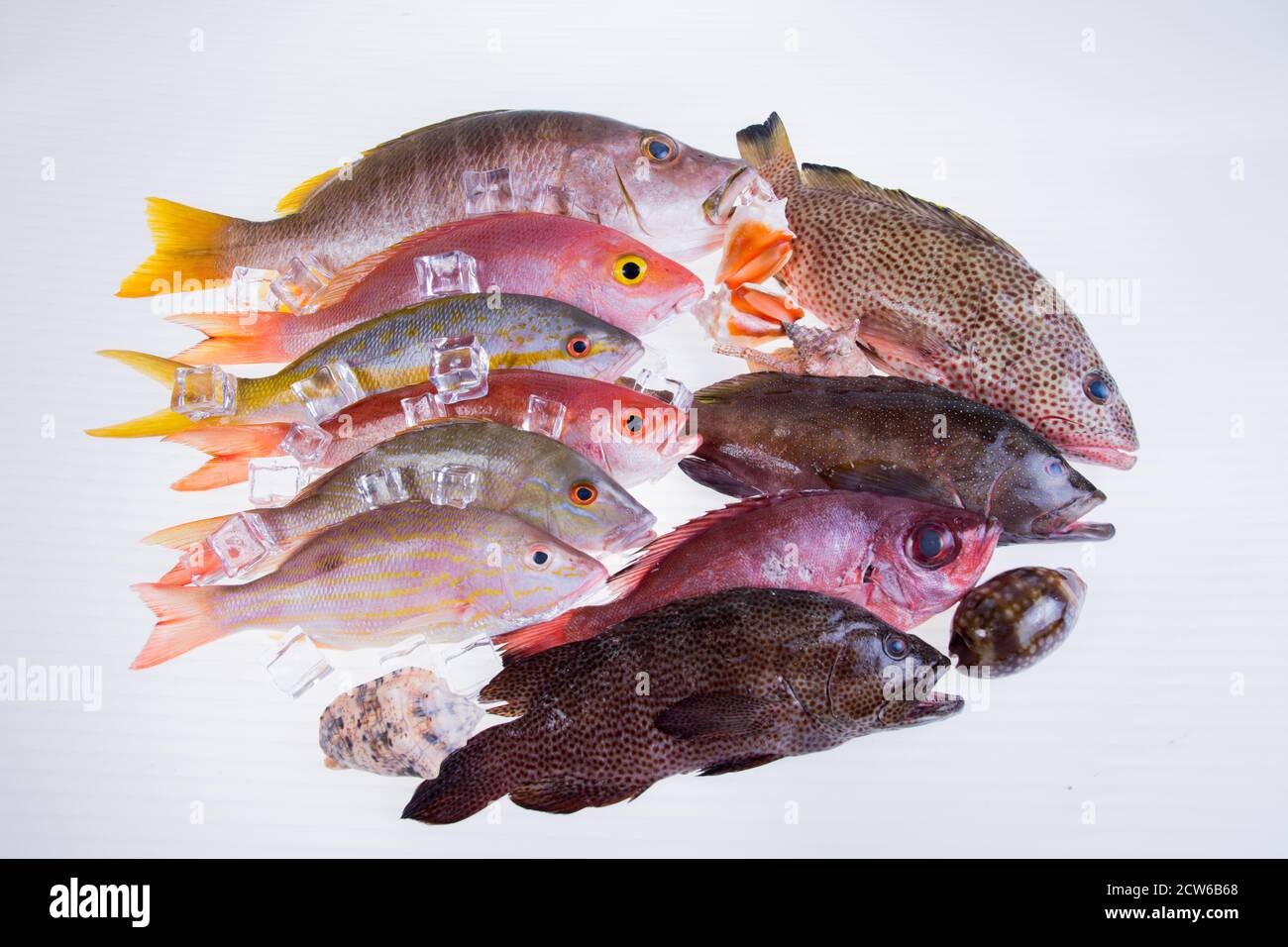 Catch of fish hi-res stock photography and images - Alamy