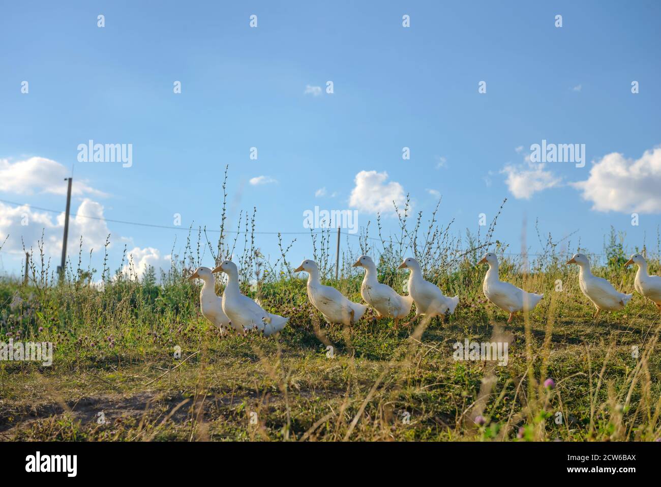 Group white ducks in farm hi-res stock photography and images - Alamy