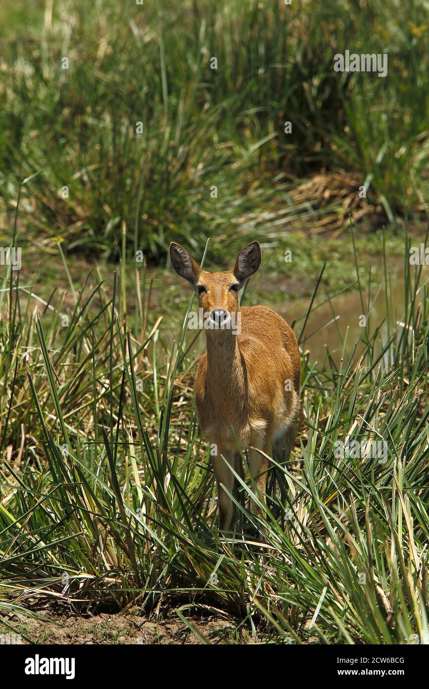 Southern or Common Reedbuck, redunca arundinum, Female standing in ...