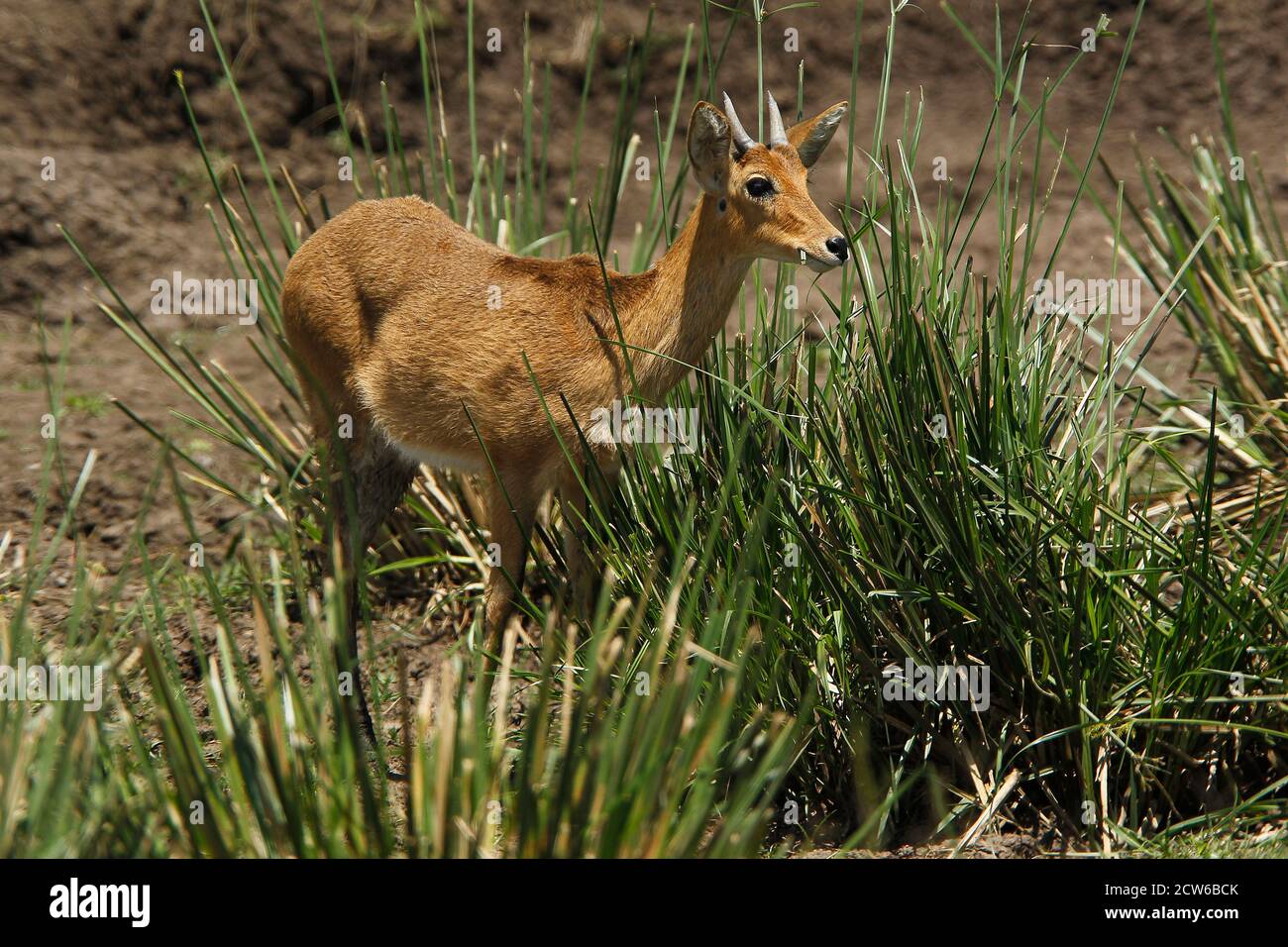 Southern or Common Reedbuck, redunca arundinum, Male standing in Swamp ...