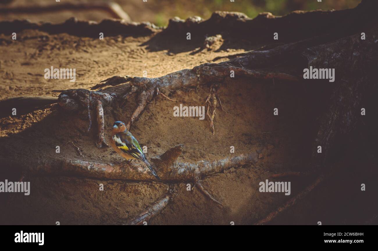 Chicken family tree hi-res stock photography and images - Alamy