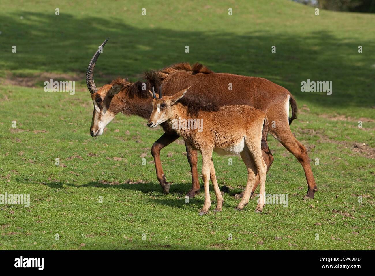 Sable Antelope, hippotragus niger, Mother with Calf Stock Photo - Alamy