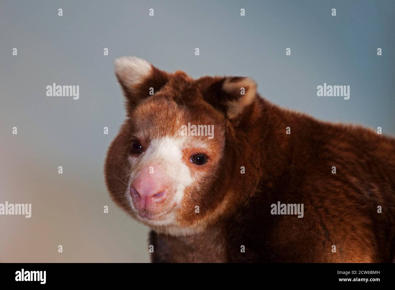 Matschies Tree Kangaroo Tree High Resolution Stock Photography and ...