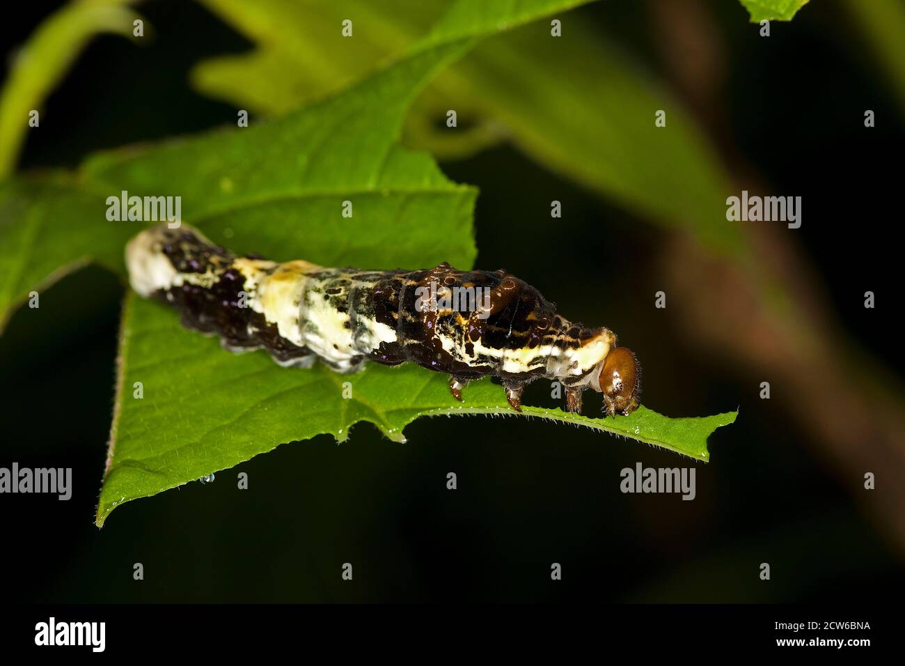 Norfolk Swallowtail, papilio amynthor, caterpillar, bird dropping mimic ...
