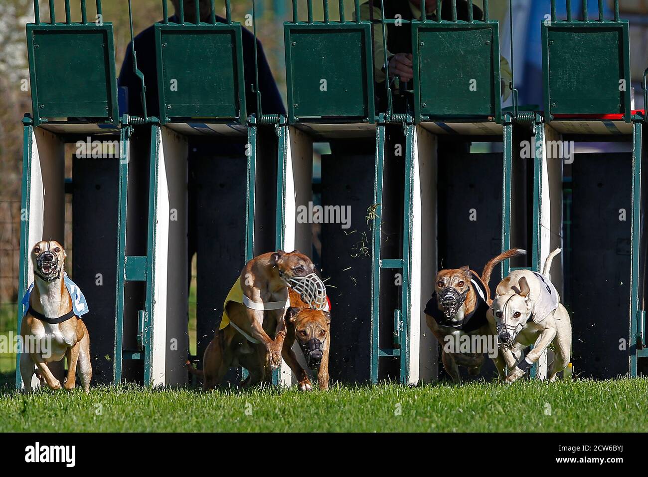 Whippet Dogs running, Racing at Track Stock Photo - Alamy