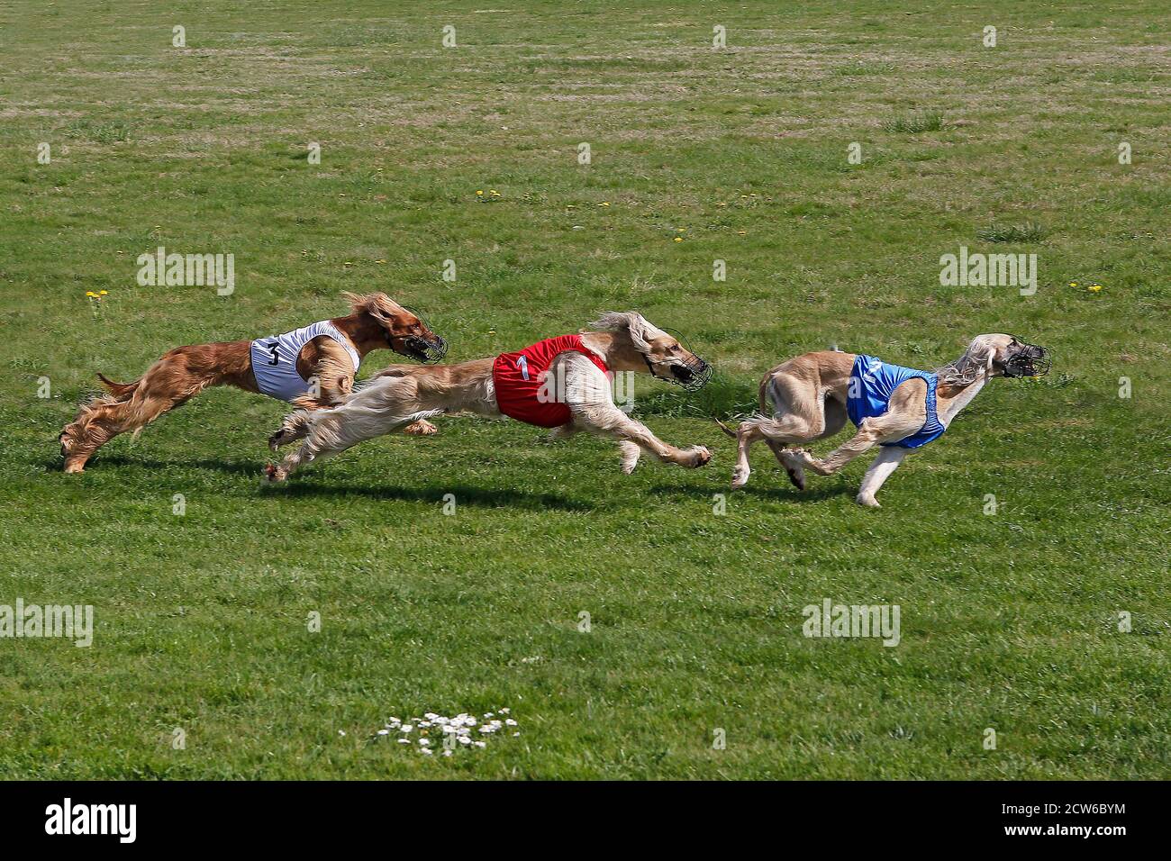 Afghan hounds running, Racing at Track Stock Photo - Alamy