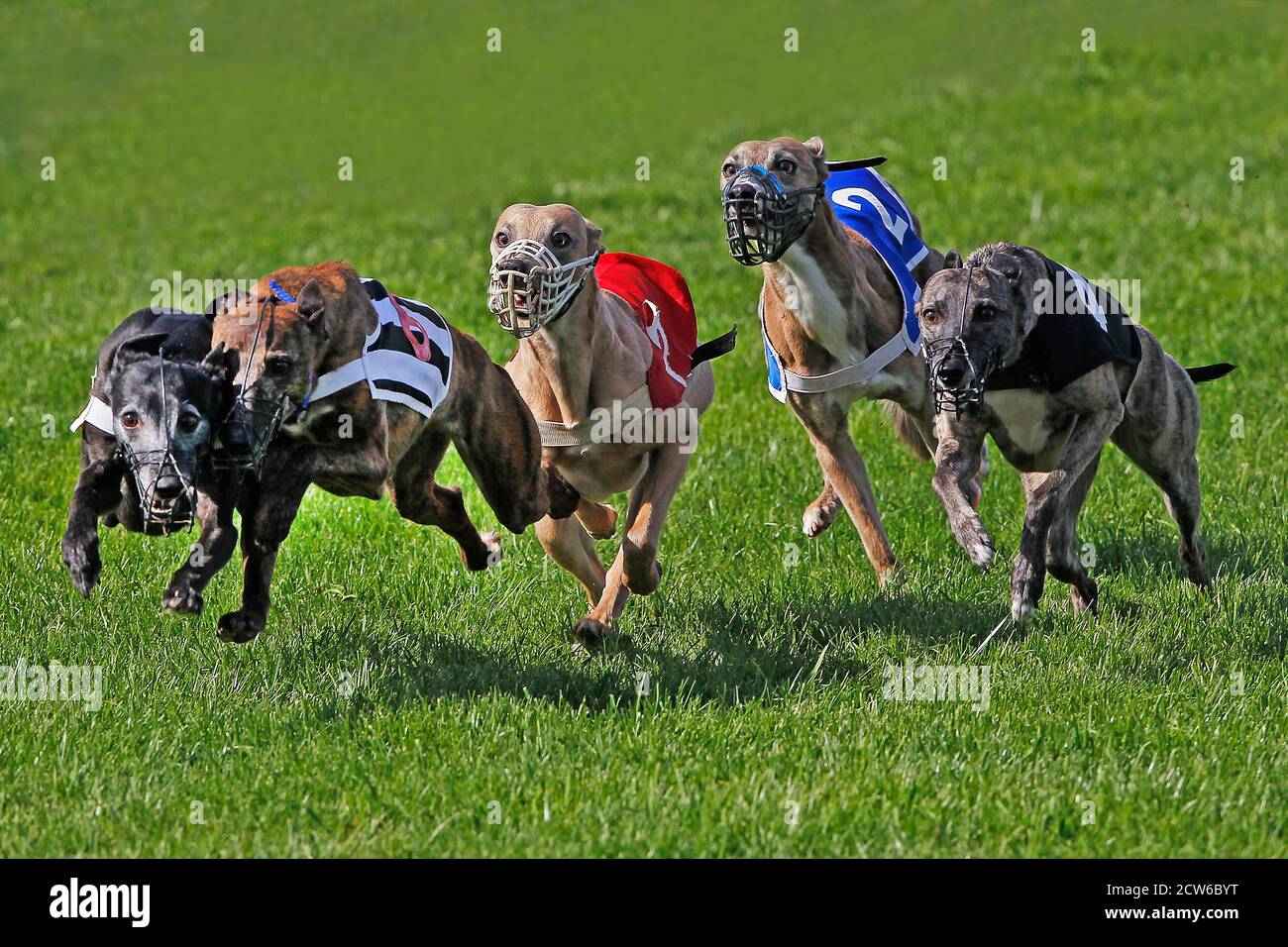 Whippet Dogs running, Racing at Track Stock Photo - Alamy