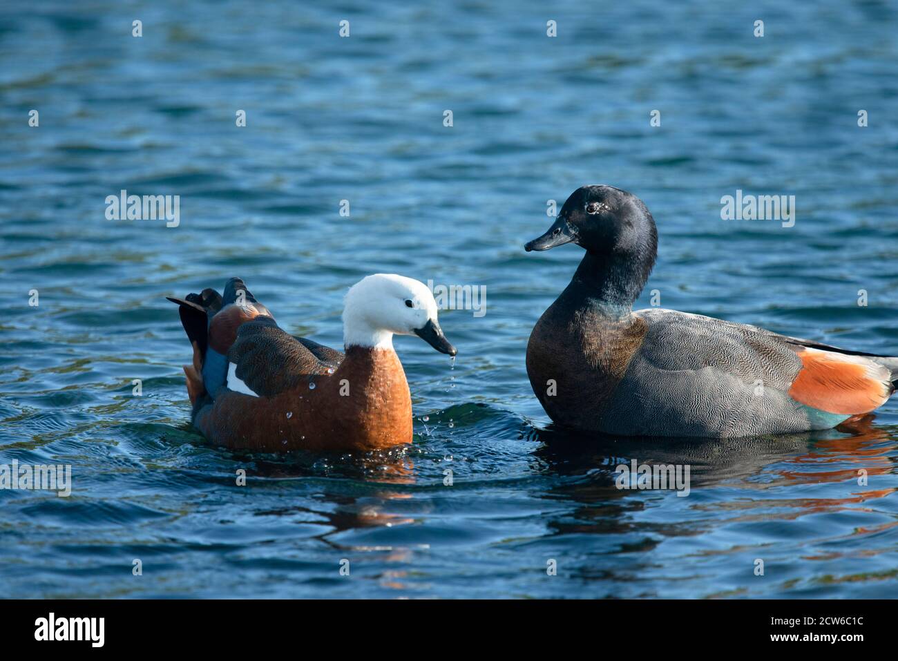 Springs park hi-res stock photography and images - Alamy