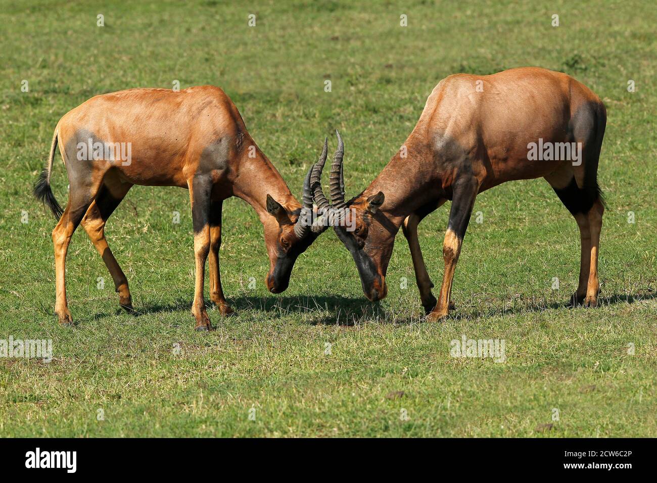 Male topis hi-res stock photography and images - Alamy