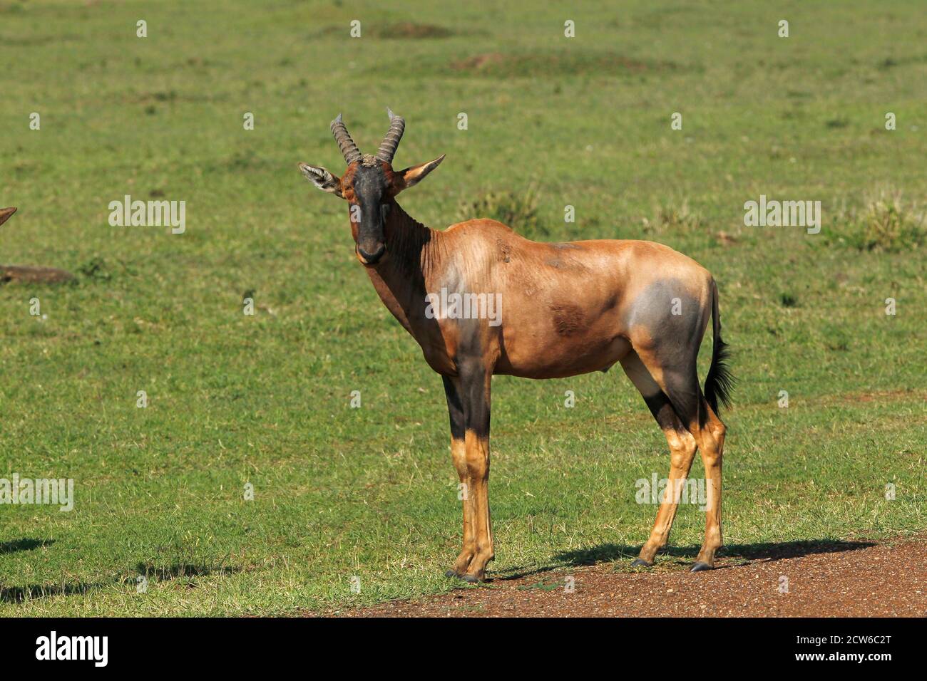 Topi, damaliscus korrigum, Males fighting, Masai Mara Park in Kenya ...