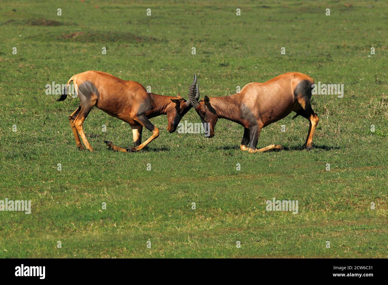 Two male topis hi-res stock photography and images - Alamy