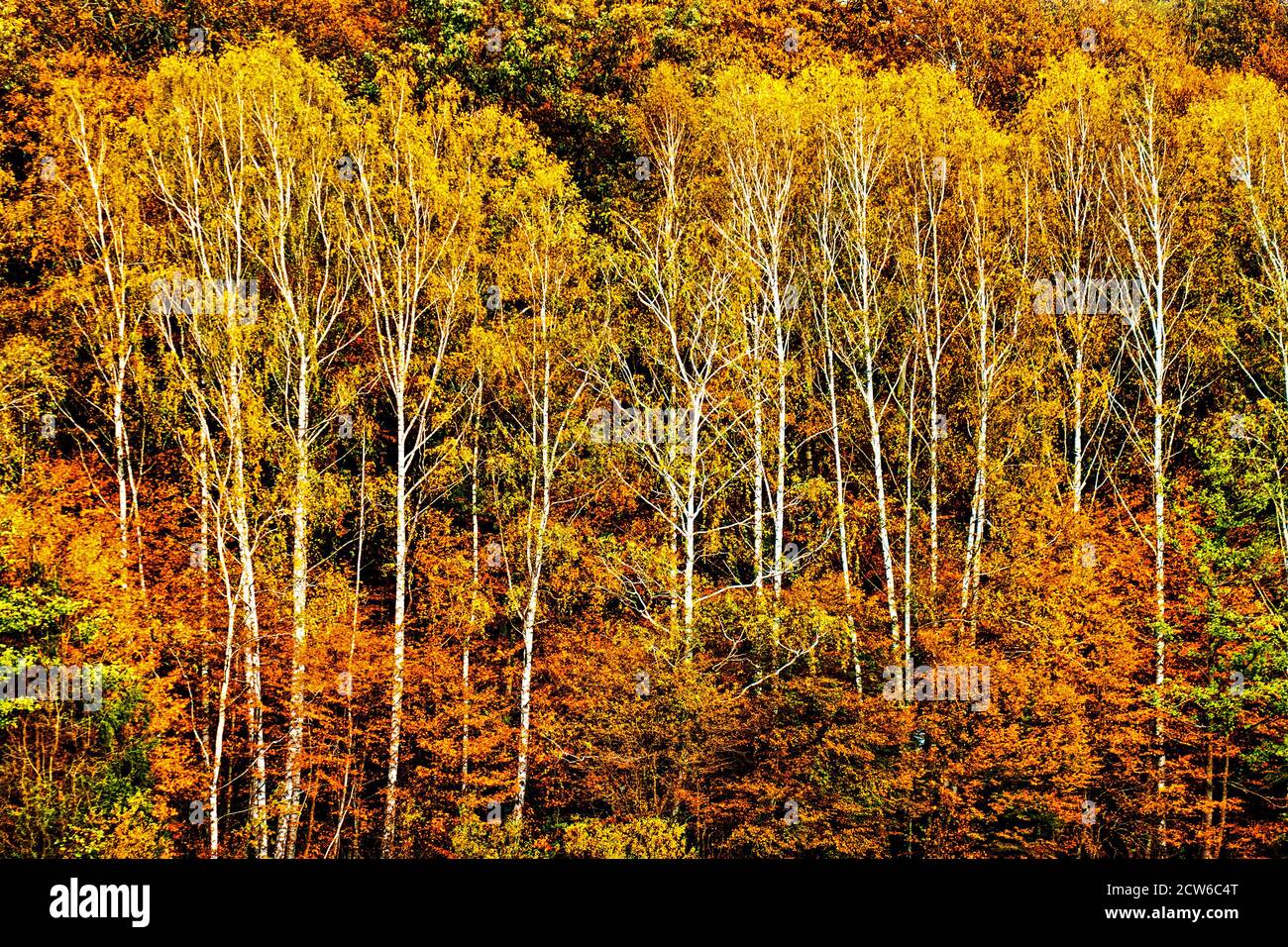 white birch trunks in front of trees and bushes in autumn colors Stock ...