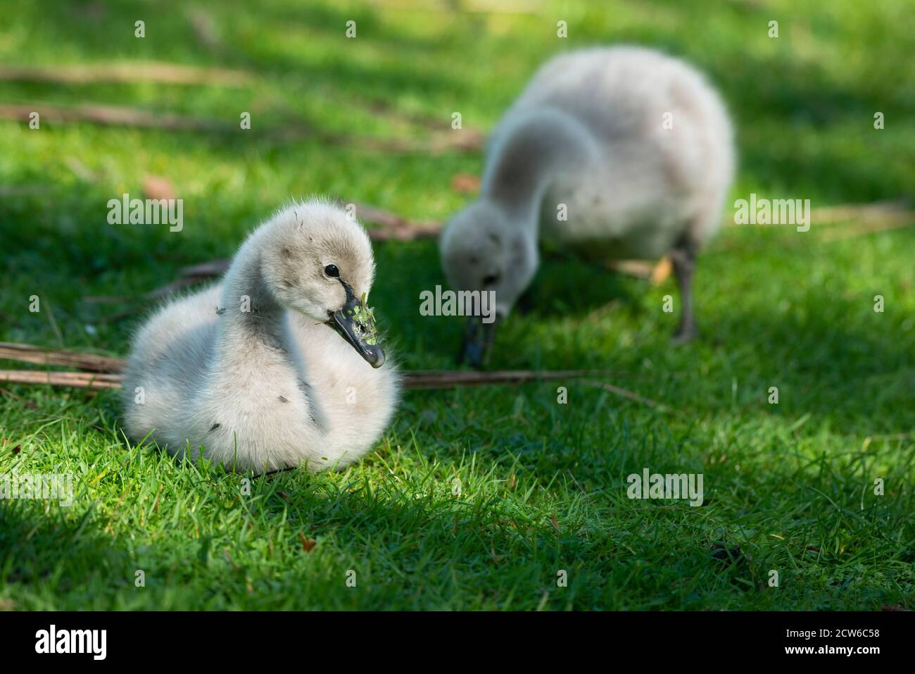 Cute baby swan hi-res stock photography and images - Alamy