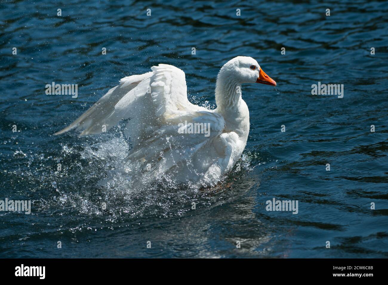 A white goose flapping its wings and splashing in water Stock Photo - Alamy