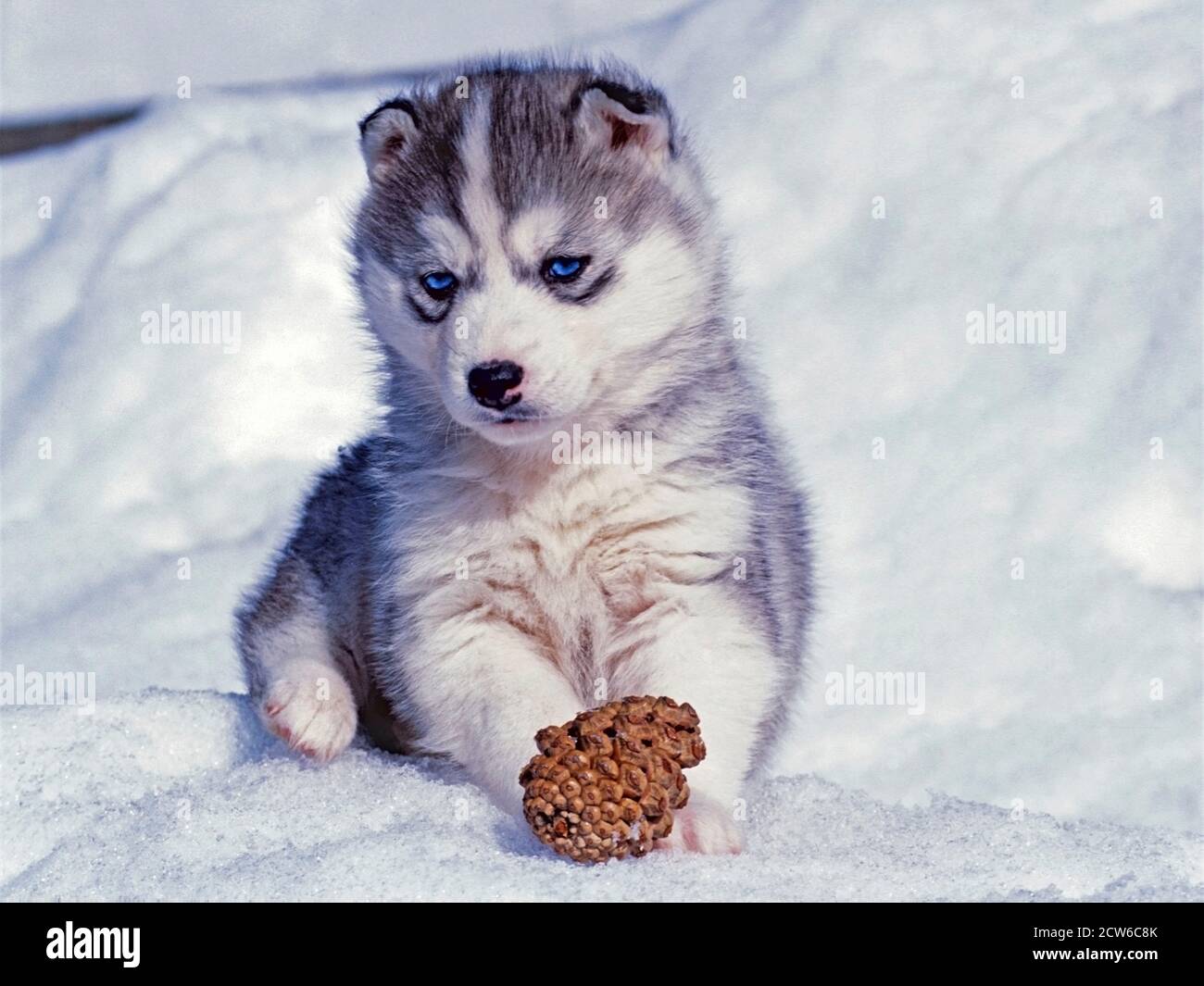 Siberian Husky, puppy six weeks old playing with pine cone Stock Photo - Alamy