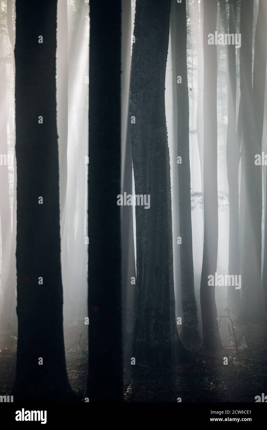 Light and dark tree trunks hi-res stock photography and images - Alamy