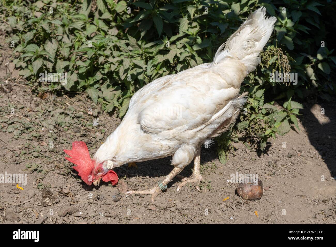 Closeup shot of a white chicken searching for food on the ground Stock ...