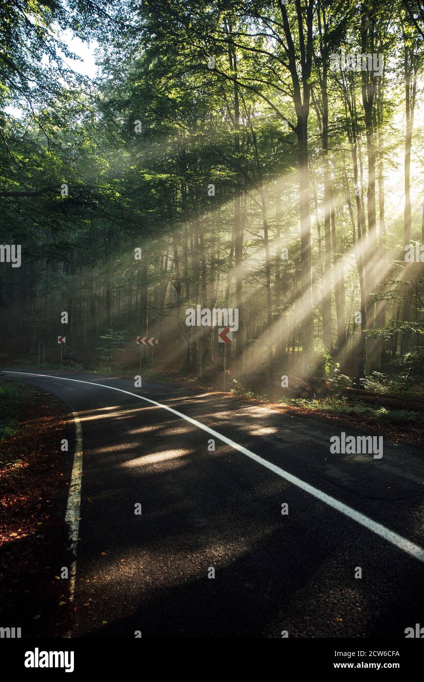Late summer sunlight rays breaking through the trees at a mystical lane ...