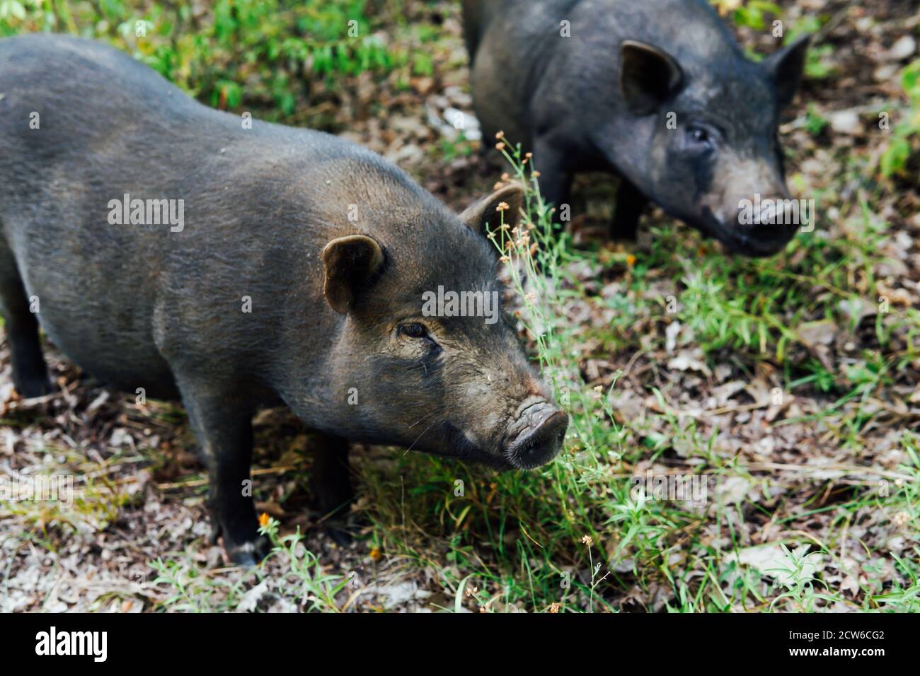 Wild boar family in the green forest Stock Photo - Alamy