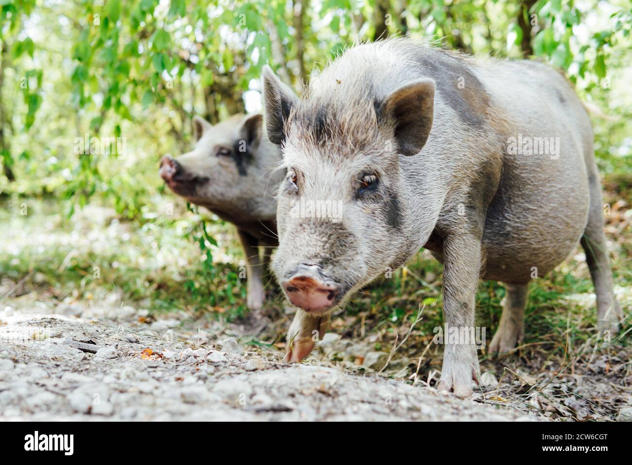 Young wild boars in wood hi-res stock photography and images - Alamy