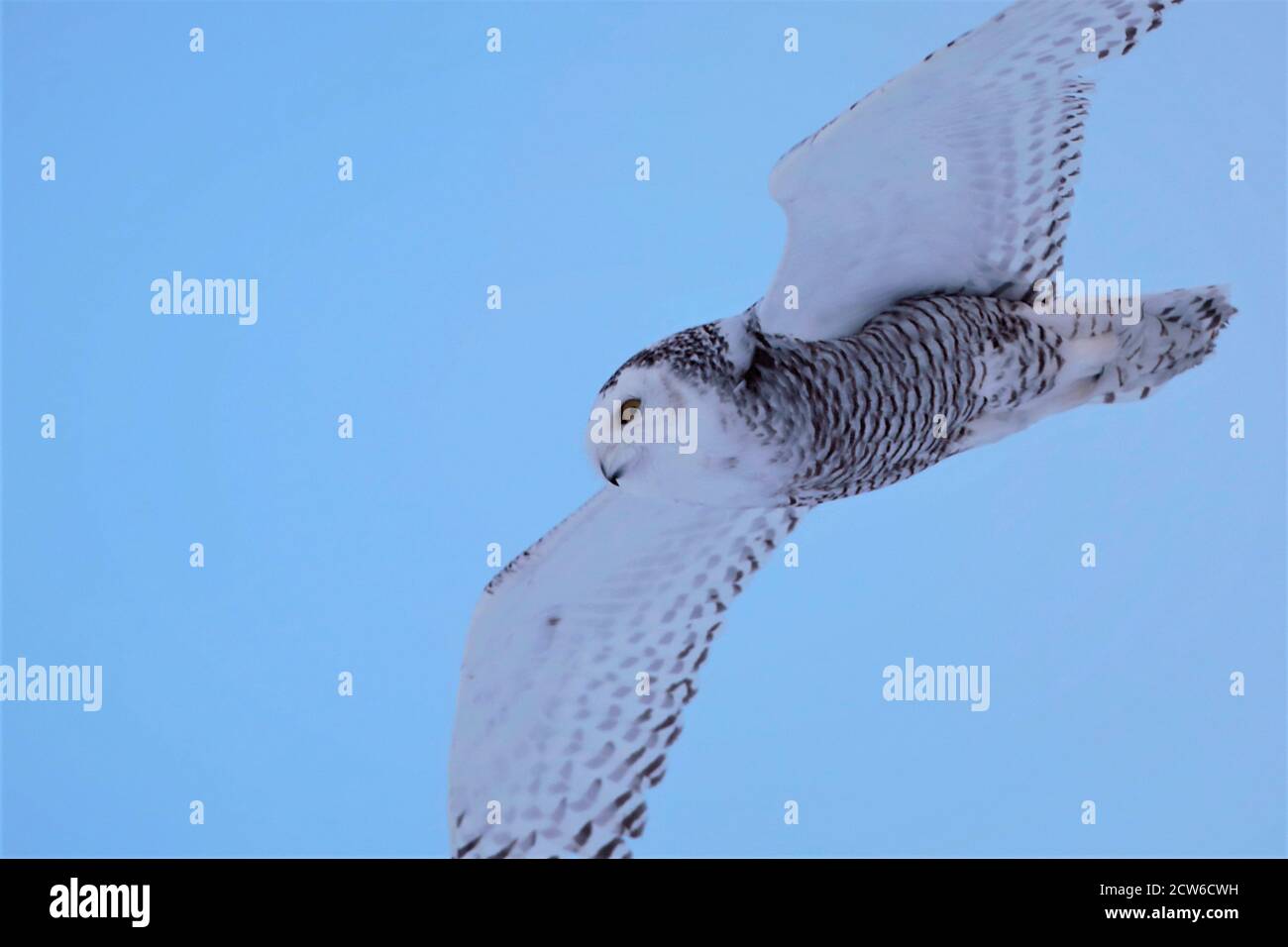 Snowy Owl in flight on light blue winter sky Stock Photo - Alamy