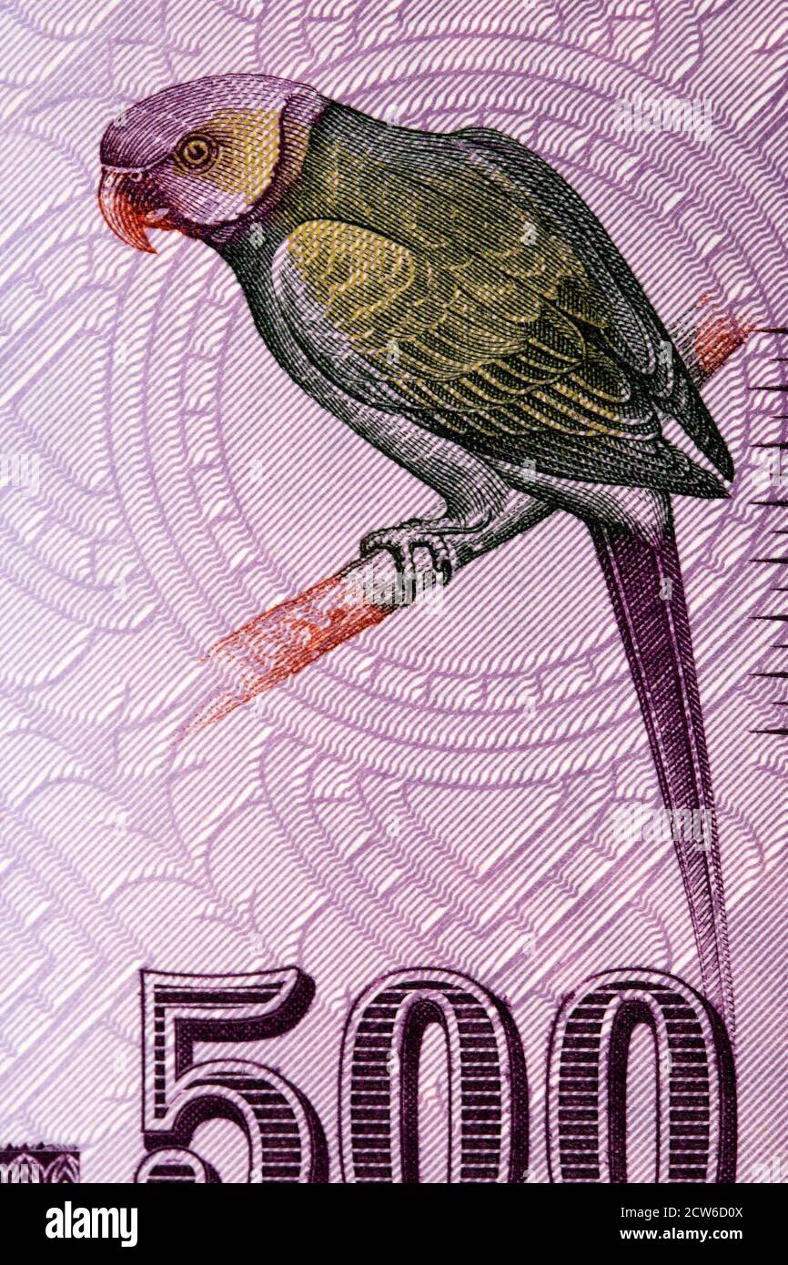 Sri lankan finch hi-res stock photography and images - Alamy