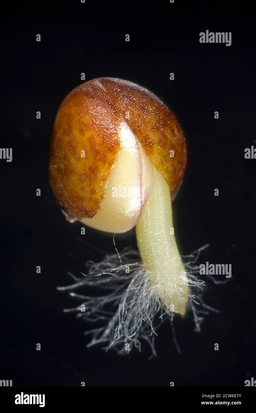 Cabbage (Brassica oleracea) seed germinating with radicle (embryo root ...