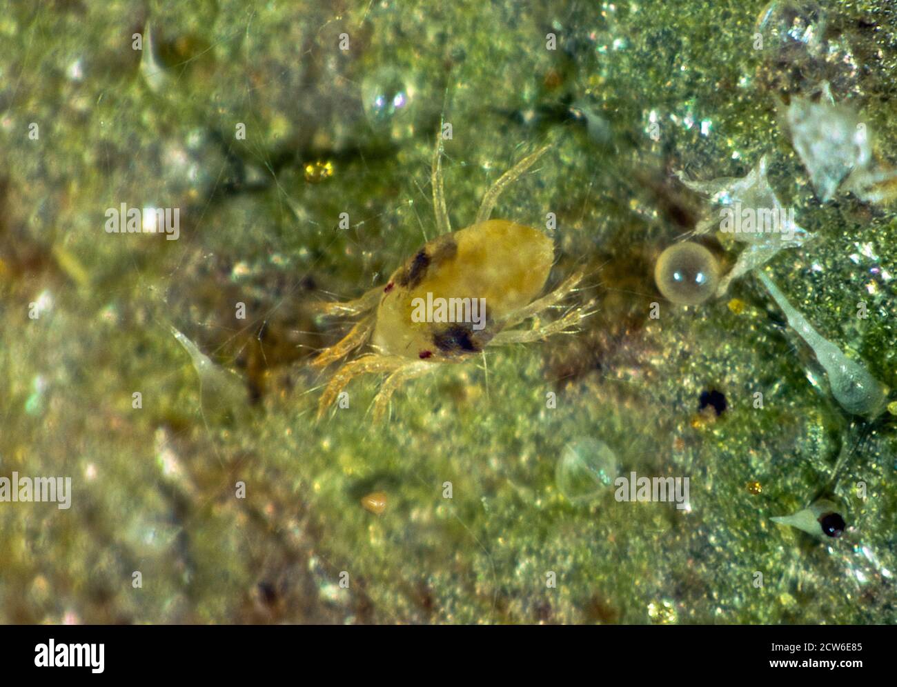 Photomicrograph of a female two-spotted spider mite (Tetranychus ...