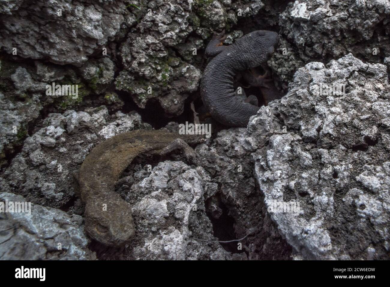 A still living newt and the dried body of another in the hardened mud ...
