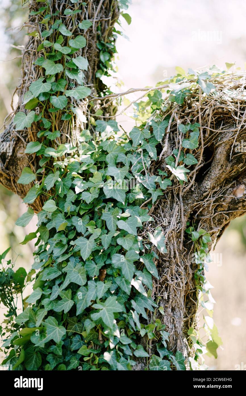 Rotten matter hi-res stock photography and images - Alamy