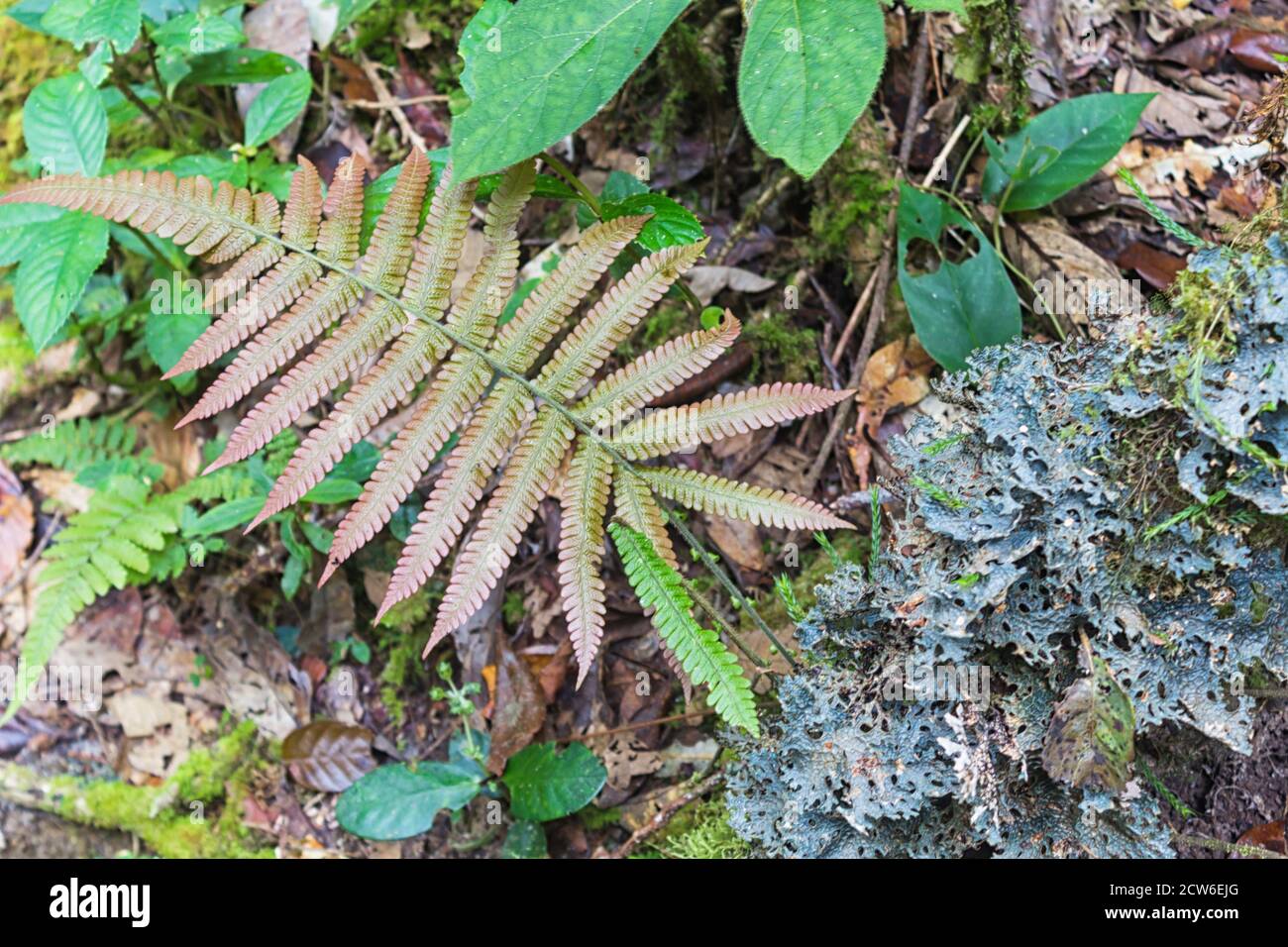 green fern with lichen in the jungle. Malaysia Stock Photo - Alamy