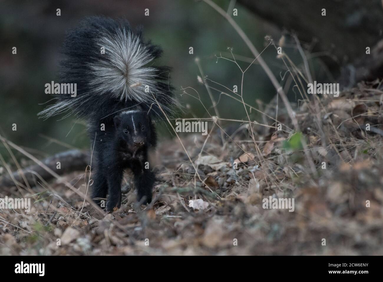 A wild striped skunk (Mephitis mephitis) from Briones Regional Park in ...